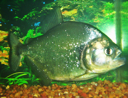 Foro Mundopiranha • Página principal